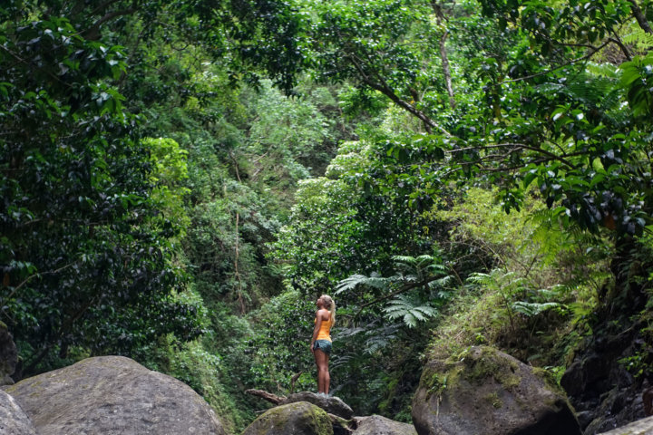 Maya Medicine : Rainforest Home Remedies - What Therapy