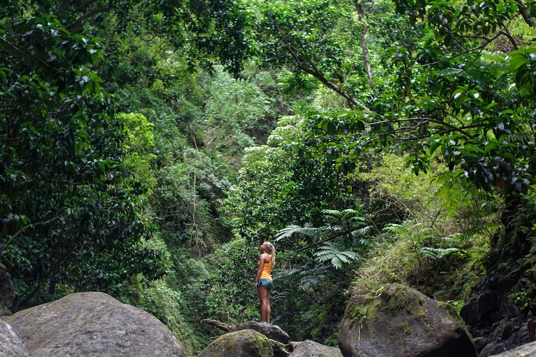 Maya Medicine : Rainforest Home Remedies - What Therapy