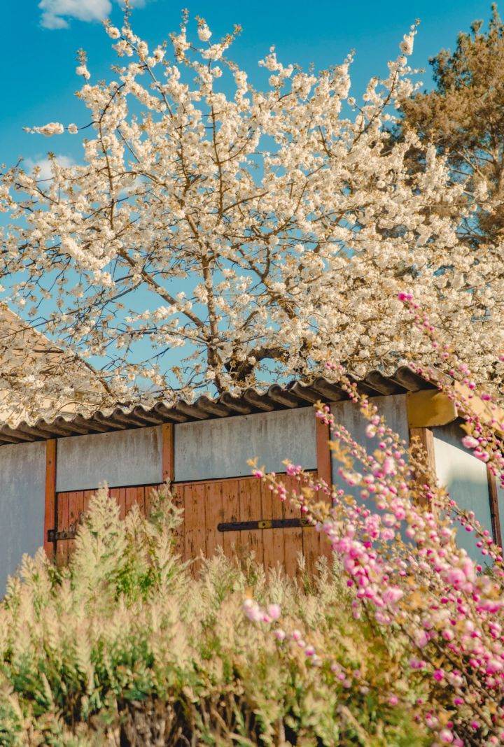 Li Chun, the Beginning of Spring - What Therapy